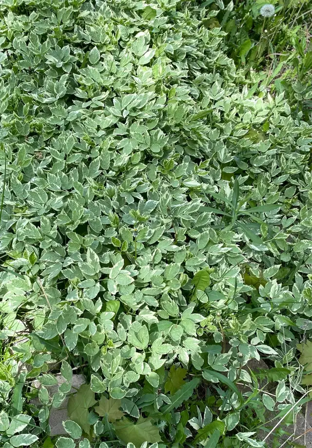 Free Ground Cover Plants- Snow on The Mountain (Bishop’s Weed) | Free ...