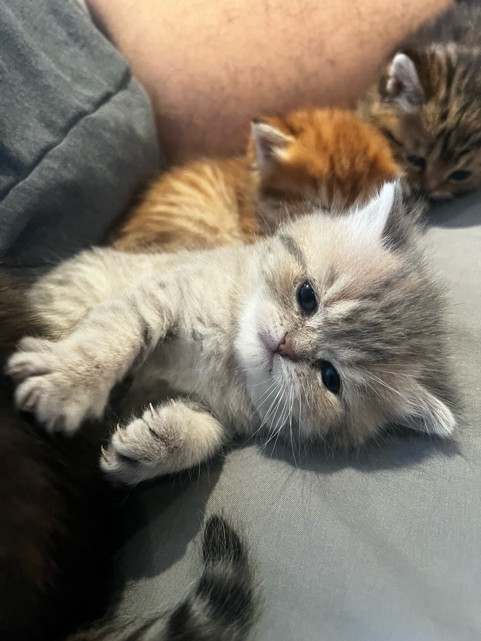 Scottish Pure Race | Cats & Kittens for Rehoming | City of Montréal ...