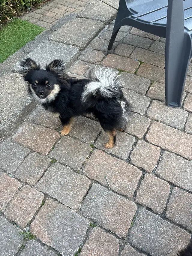 Mini chihuahua papillon | Dogs & Puppies for Rehoming | Québec City ...