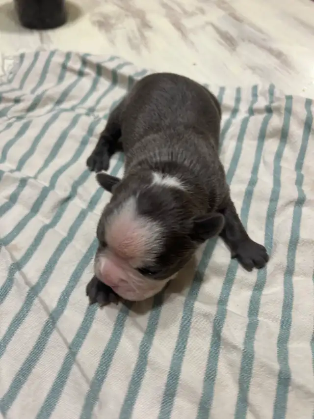 2026 Boston Terrier puppies !!! Only 1 LEFT ! | Dogs & Puppies for ...