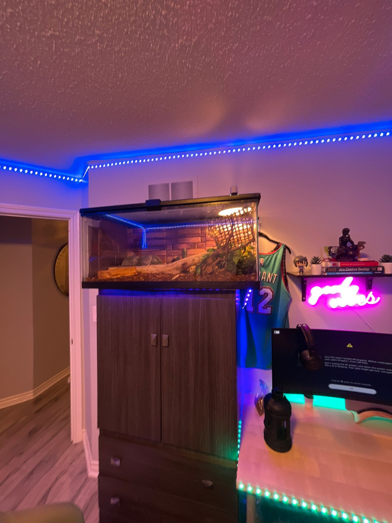 40 Gallon Terrariums Male Ball Python Reptiles And Amphibians For