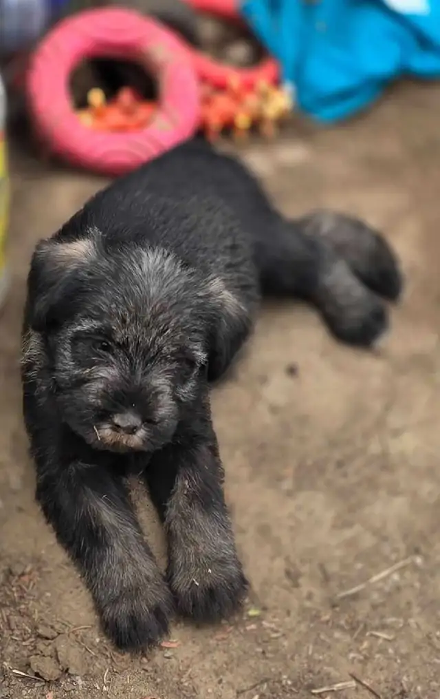 Schnauzer Boy, CKC reg, Vacc, Microchip, Health guarantee | Dogs ...