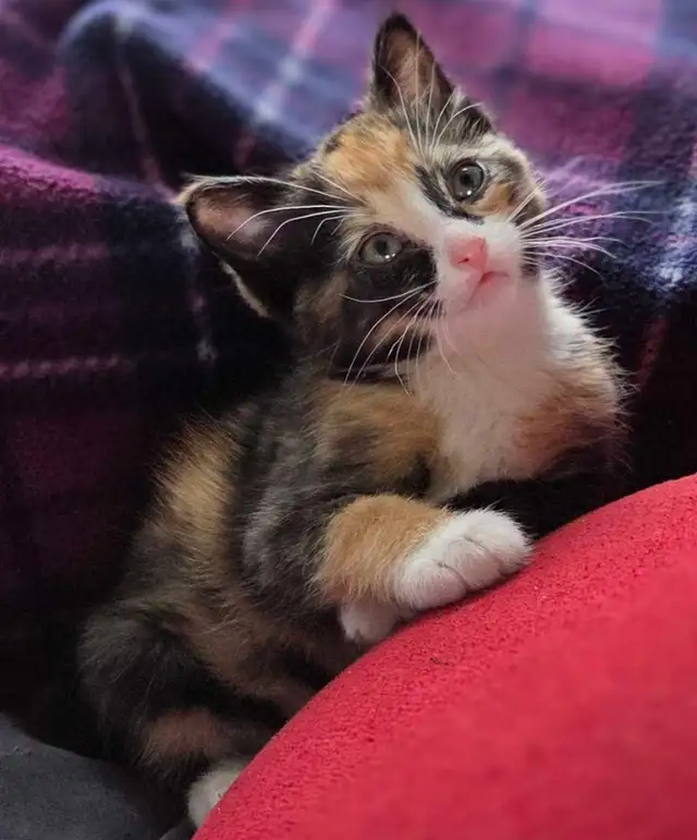 Calico and Orange Tabby Kittens | Cats & Kittens for Rehoming ...