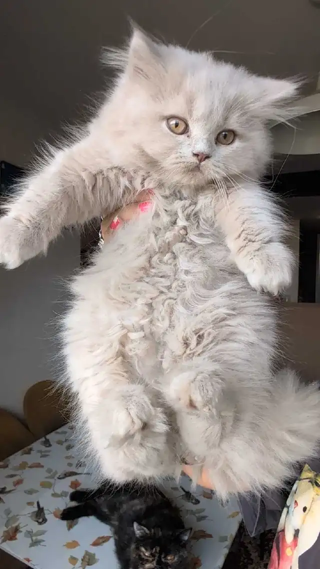 Pure British shorthair rare color | Cats & Kittens for Rehoming | City ...