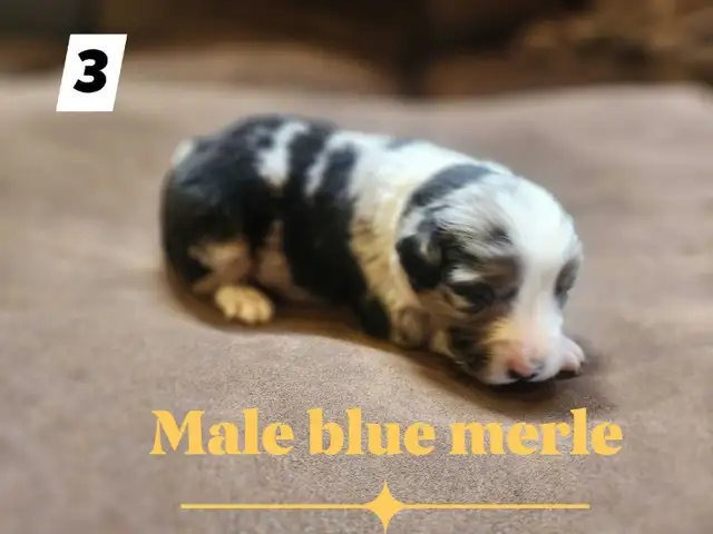 purebreed Australian Sherpherd puppies, Berger Australien | Dogs ...