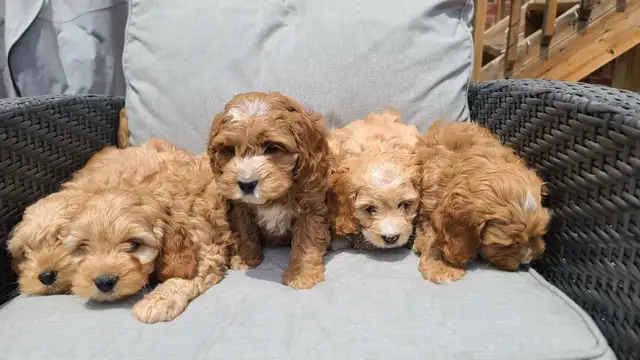 Miniature Cockapoo puppies, available from Feb 01, 2026 | Dogs ...