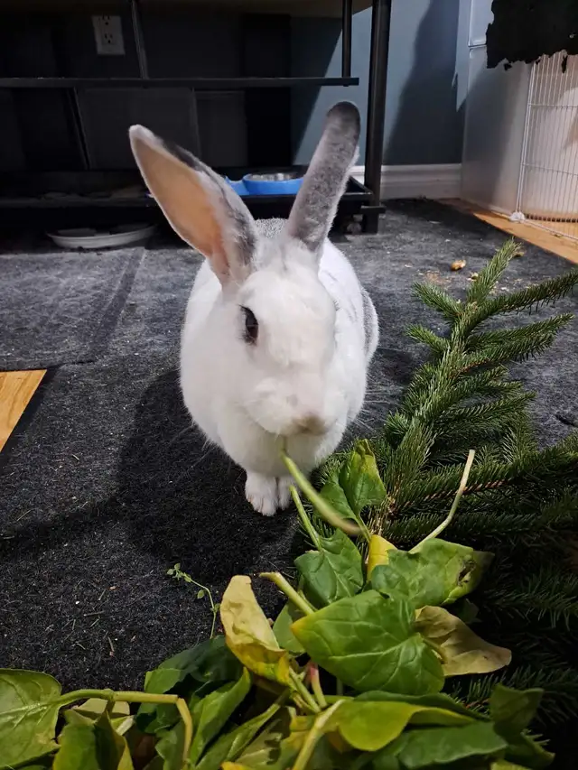 Zilla - house bunny / therabun | Small Animals for Rehoming ...