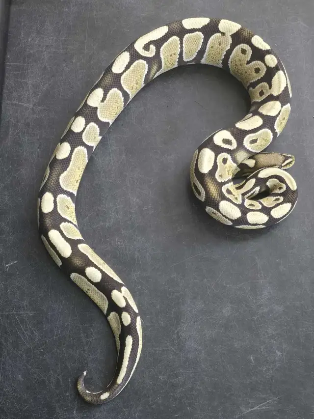 Enhancer Ball Python Breeding Pair | Reptiles & Amphibians for Rehoming ...