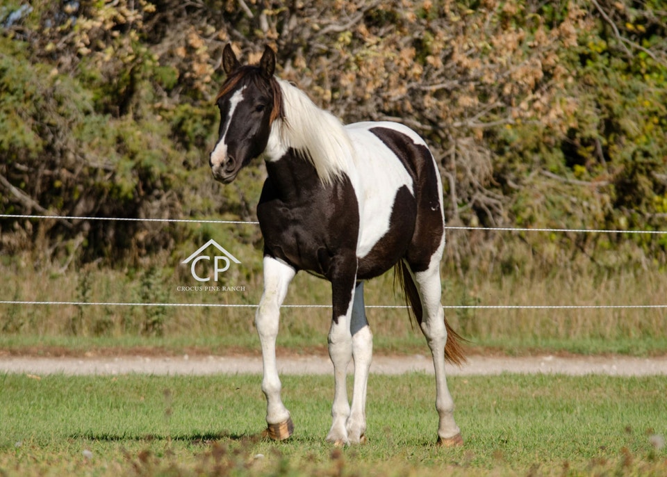 2024 Friesian X Paint Filly | Horses & Ponies for Rehoming | Edmonton ...
