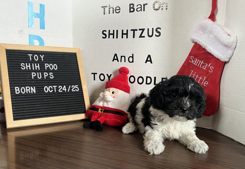 Shihpoo puppies is ready for Christmas | Dogs & Puppies for Rehoming ...
