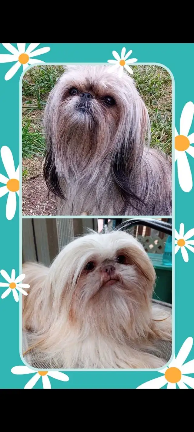 Shih-tzu | Dogs & Puppies for Rehoming | Sherbrooke | Free local ...