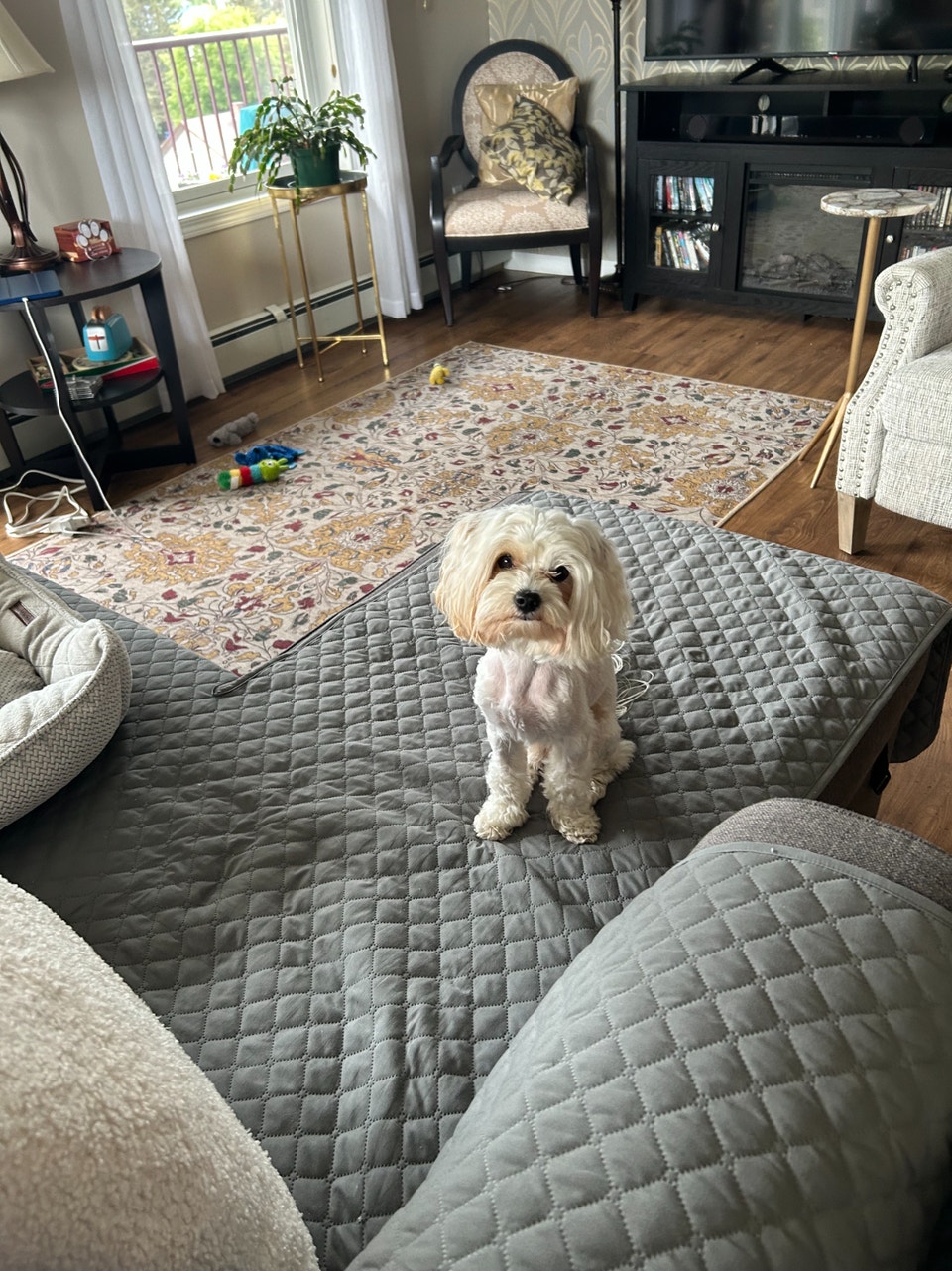 Maltese for rehoming | Dogs & Puppies for Rehoming | Red Deer | Free ...