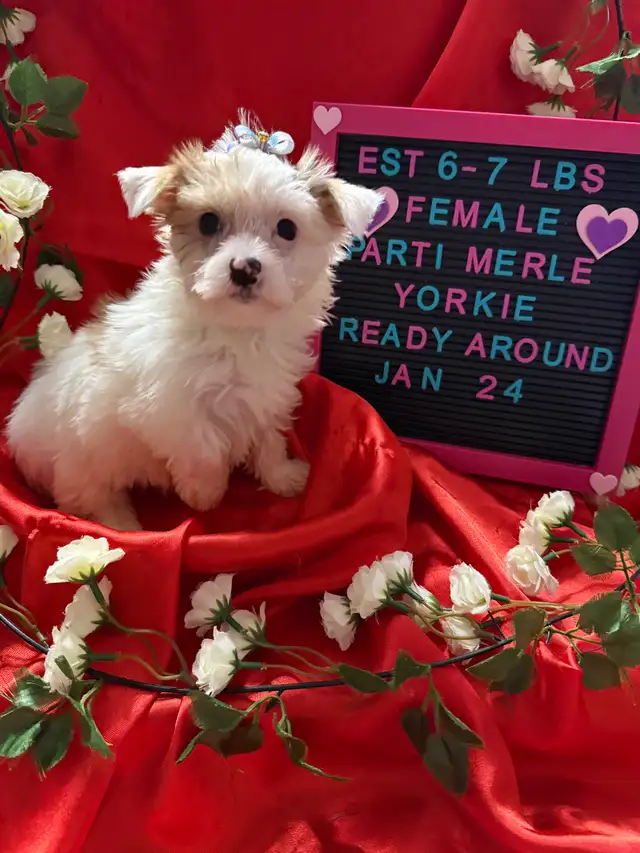 *~*YORKIES RARE*~*Only 3 Left*~* | Dogs & Puppies for Rehoming | Truro ...