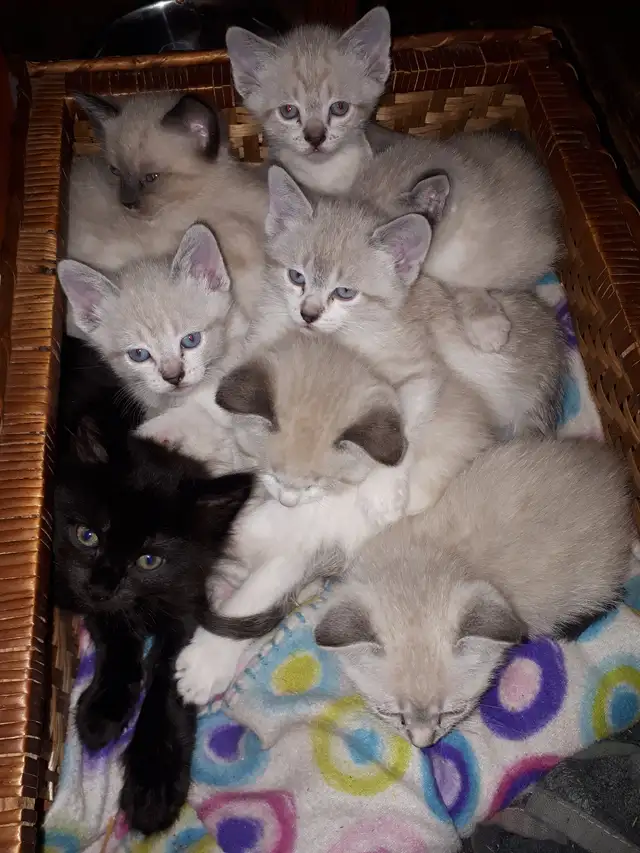 Biggest Cuddle Puddle Ever | Cats & Kittens for Rehoming | Nelson ...