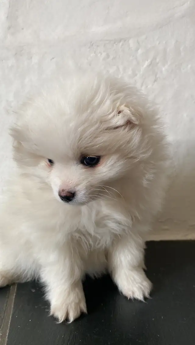American Eskimo Puppies | Dogs & Puppies for Rehoming | Vernon | Free ...