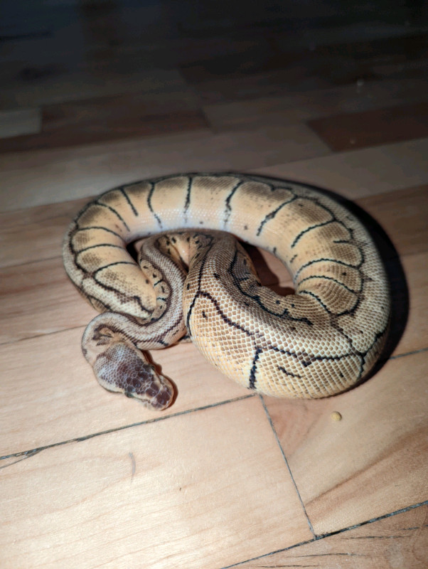Python Royal Femelle Super Pastel Pinstripe 100 Het Clown Reptiles