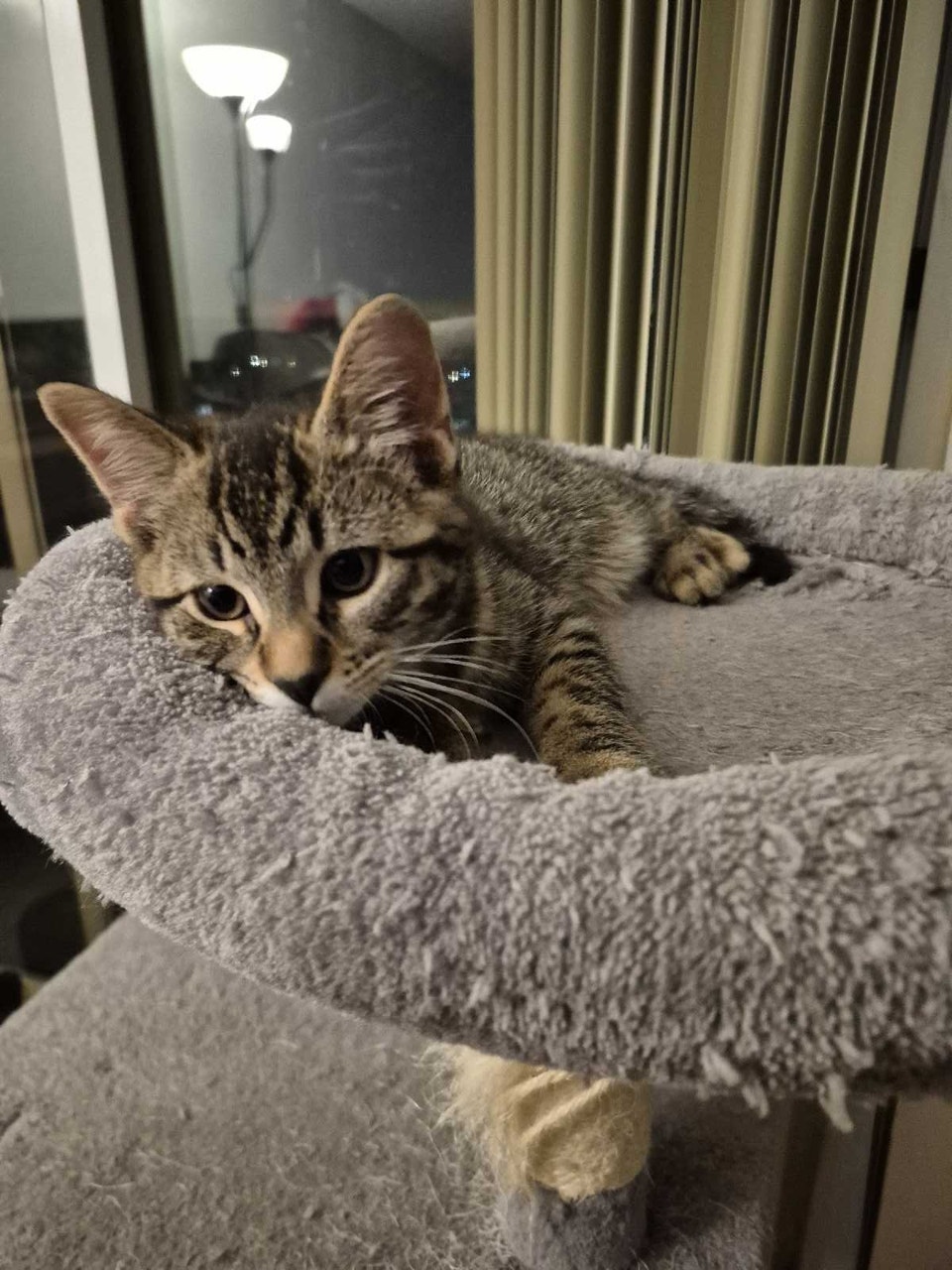 Playful Male Kitten | Cats & Kittens for Rehoming | City of Toronto ...