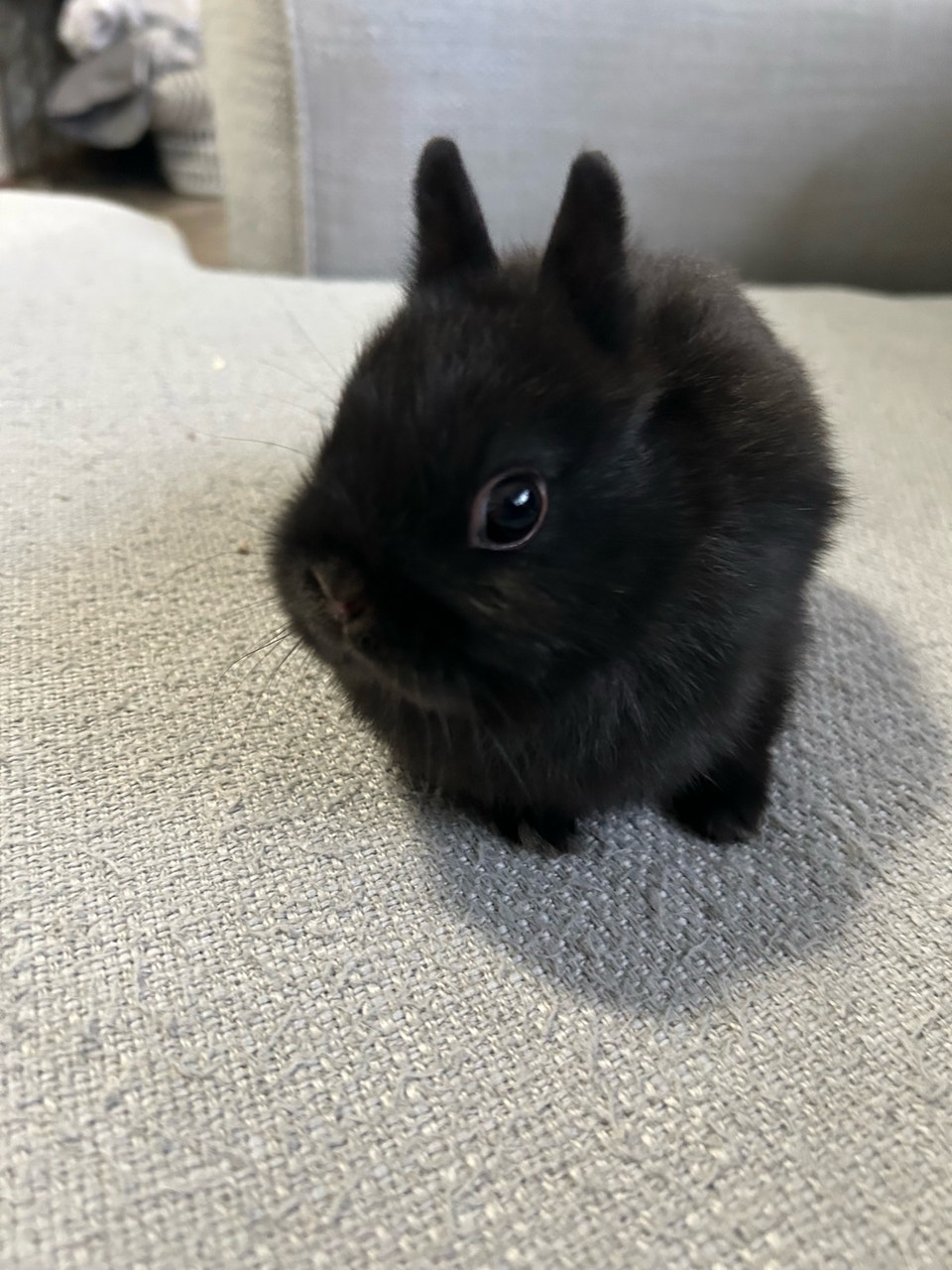 Purebred Netherland Dwarf baby bunny | Small Animals for Rehoming ...