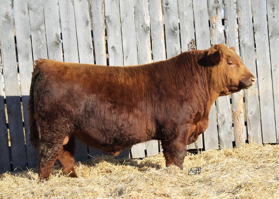 Red Angus Bulls- For Sale by Private Treaty | Livestock | Lloydminster ...