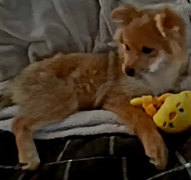 4 Adopted! Rare 5 mth Mini & Micro Pomsky Pups - Fully Trained | Dogs ...