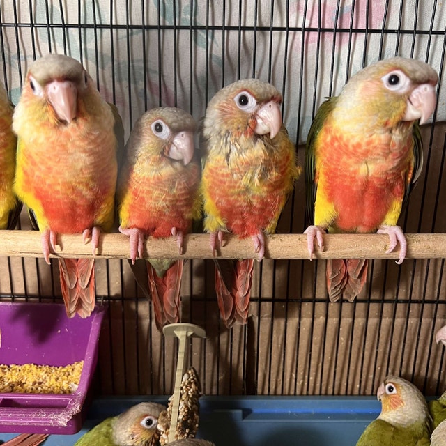 Baby conures for sale hand feeding! | Birds for Rehoming | London | Kijiji