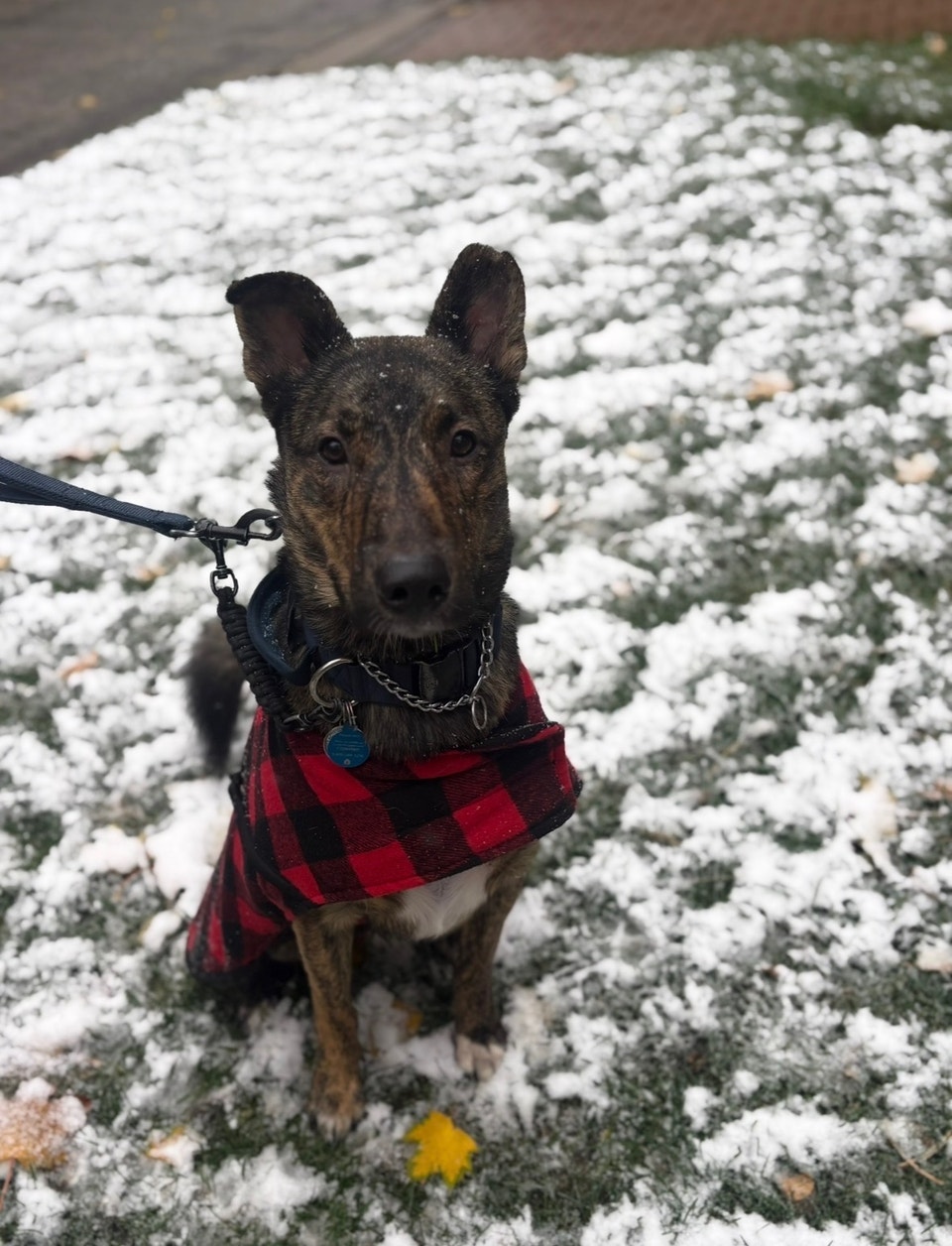 Dutch shepherd- URGENT REHOME | Dogs & Puppies for Rehoming | City of ...