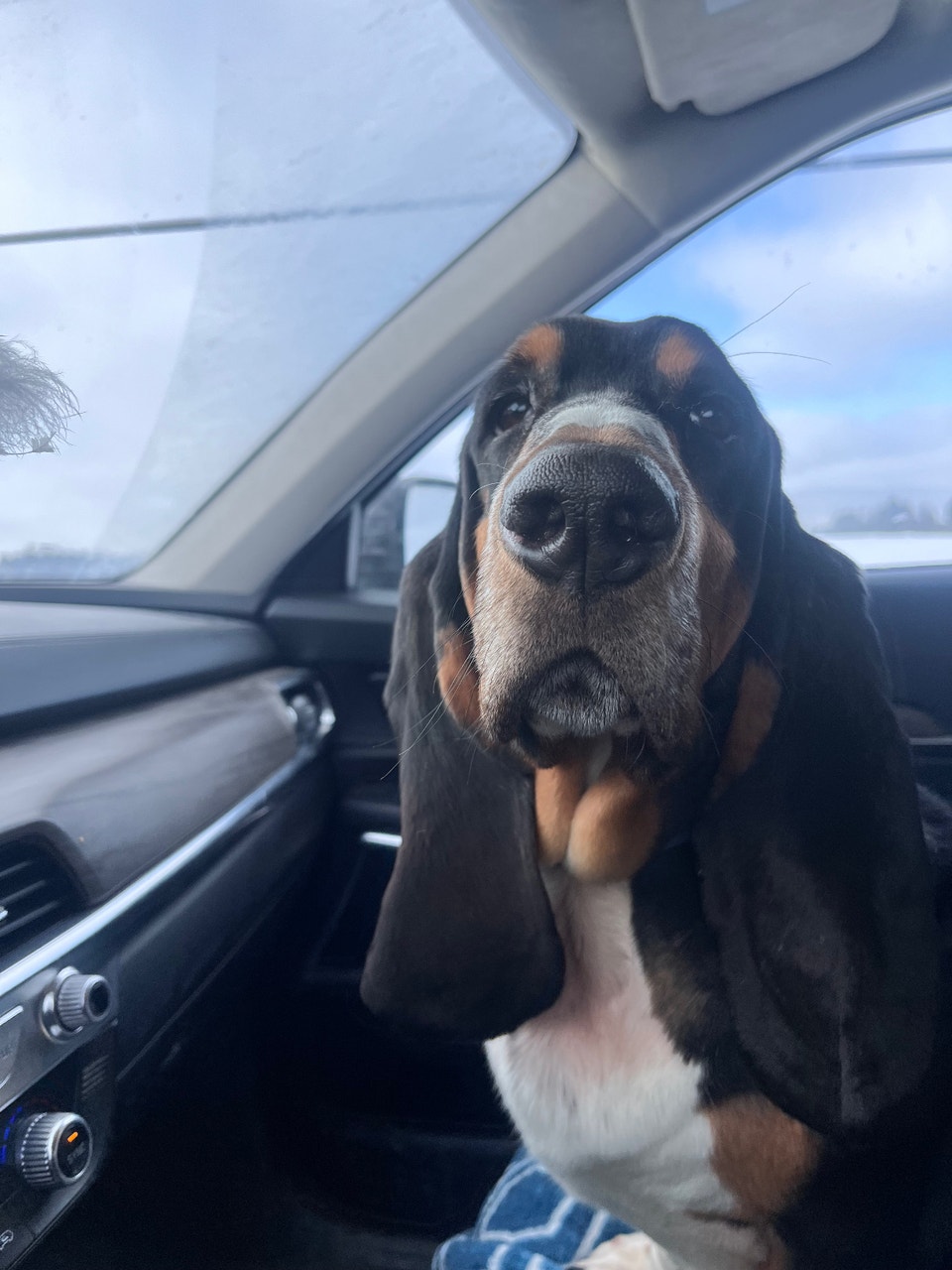 BASSET HOUND 2 ANS OPÉRER A DONNER | Dogs & Puppies for Rehoming ...
