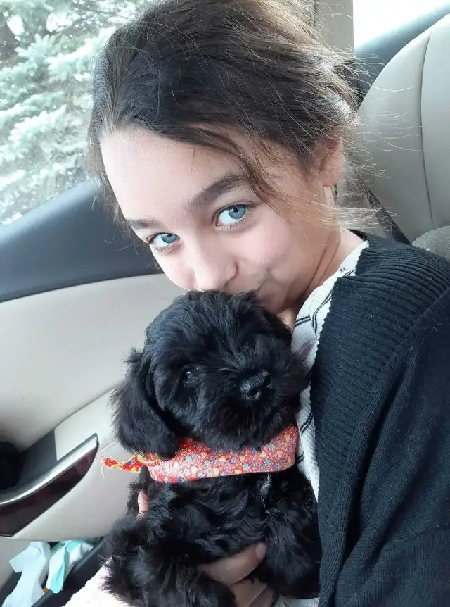 Magnifiques schnauzers nain | Dogs & Puppies for Rehoming | Longueuil ...