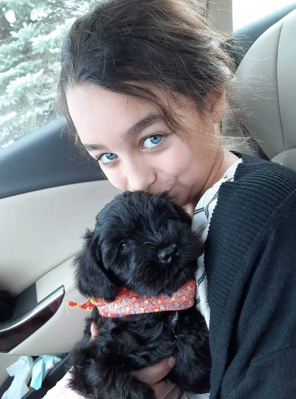 Magnifiques schnauzers nain | Dogs & Puppies for Rehoming | Longueuil ...