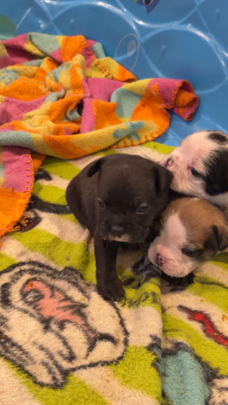 frenchie cross pups | Dogs & Puppies for Rehoming | Brantford | Free ...