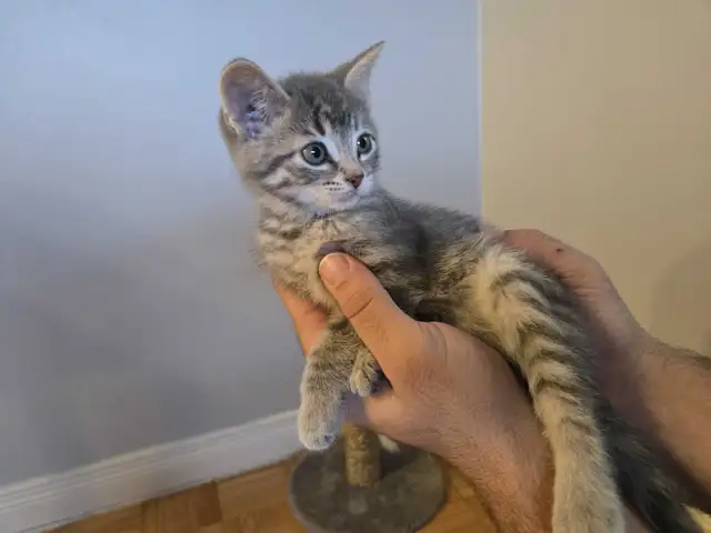 Adorable Kittens For Adoption | Cats & Kittens for Rehoming | Ottawa ...