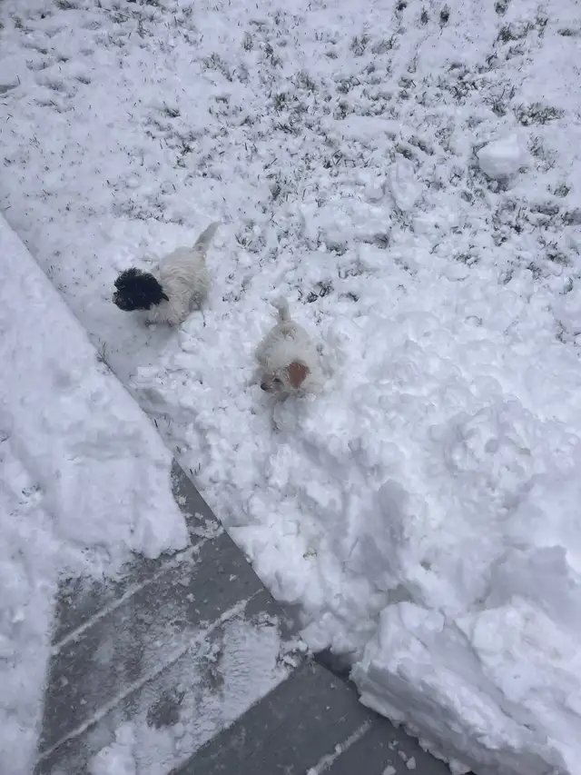 1 PRECIOUS TEDDY (GIRL) Available Now 1 of 6 ! | Dogs & Puppies for ...