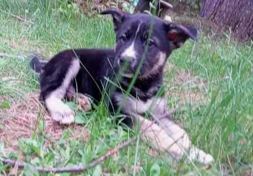 3 German shepherd/Malamute/Lab mix puppies for rehoming | Dogs ...