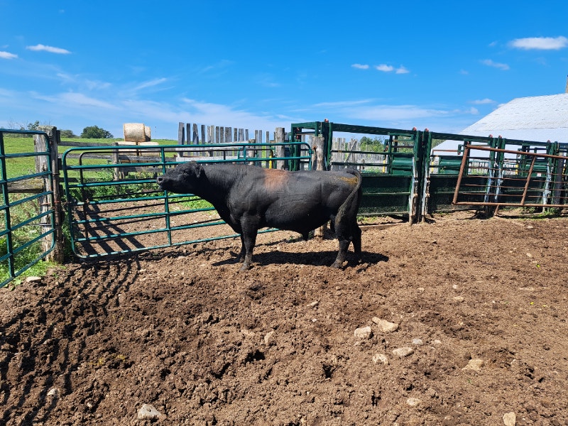 Registered Angus bull Norfolks Gibson 38G | Livestock | Brantford | Kijiji
