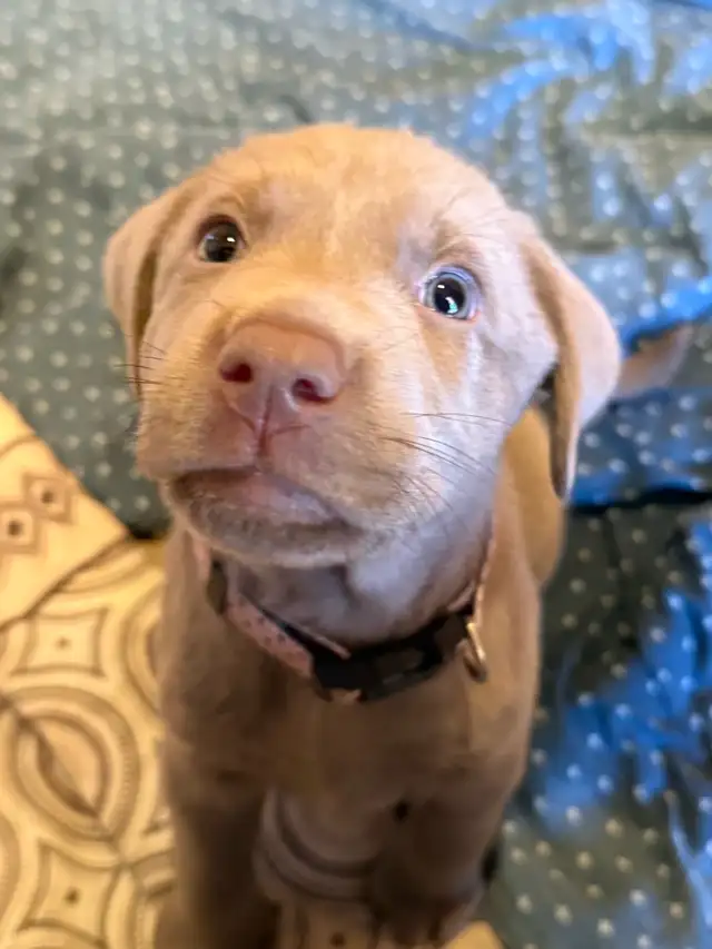 Purebred Silver Lab Puppies – Family-Raised & Rare Color | Dogs ...