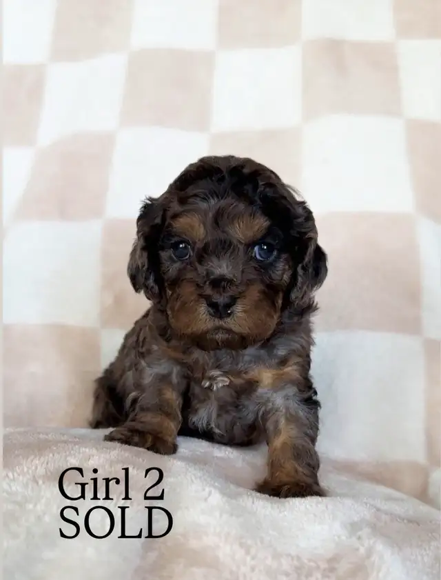 Cockapoo Puppies | Dogs & Puppies for Rehoming | Grande Prairie | Free ...