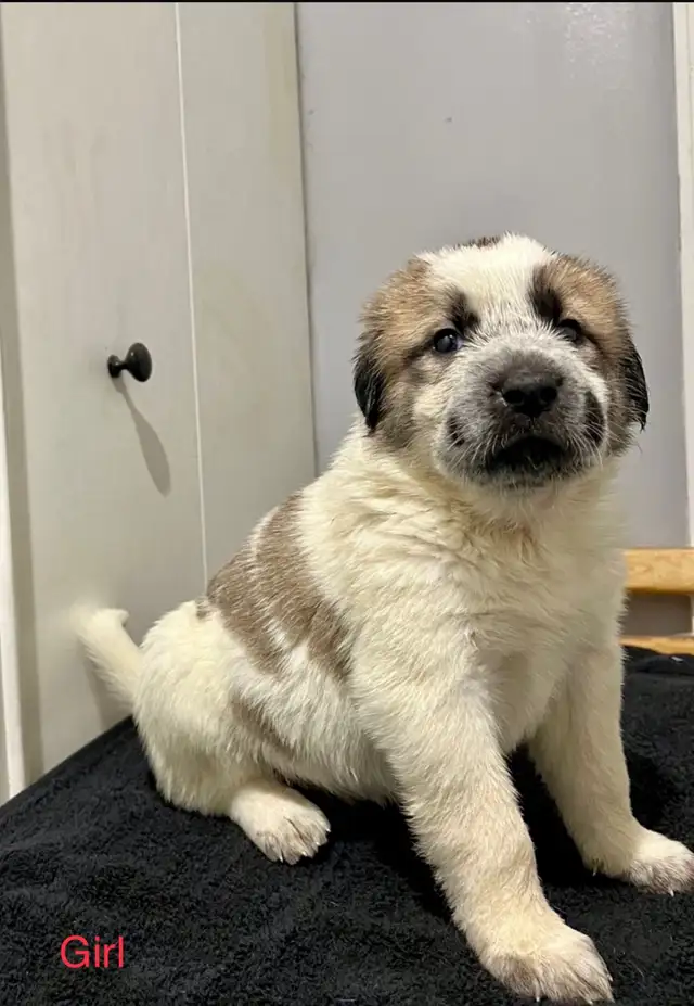 Purebred UKC Central Asian Shepherd puppies- 778-913-7940 | Dogs ...