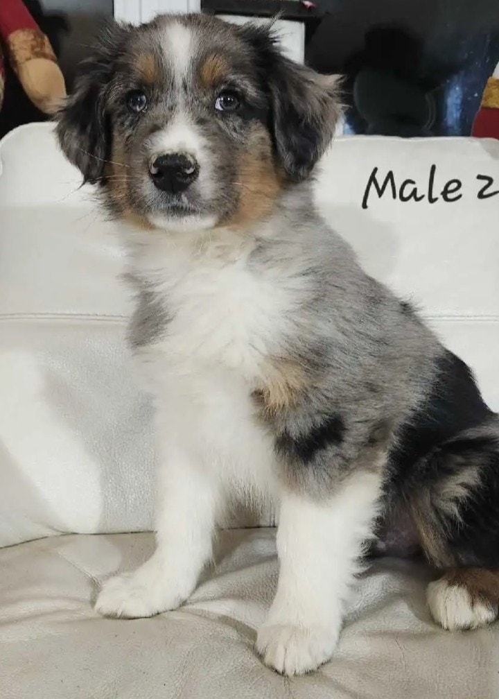 Adorable Blue Merle Australian Shepherd (Aussie Pup) | Dogs & Puppies ...