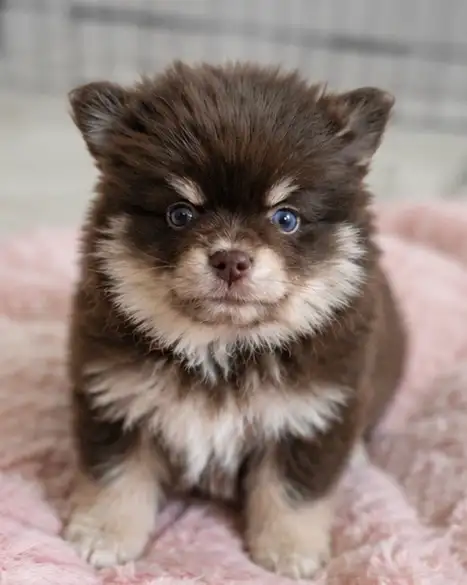 Pomsky puppies | Dogs & Puppies for Rehoming | Calgary | Free local ...