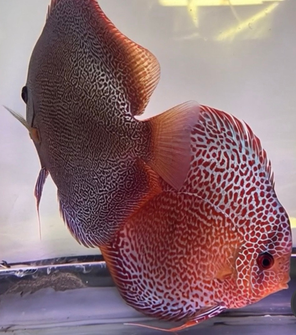 Pandara leopard Discus | Fish for Rehoming | City of Toronto | Free ...