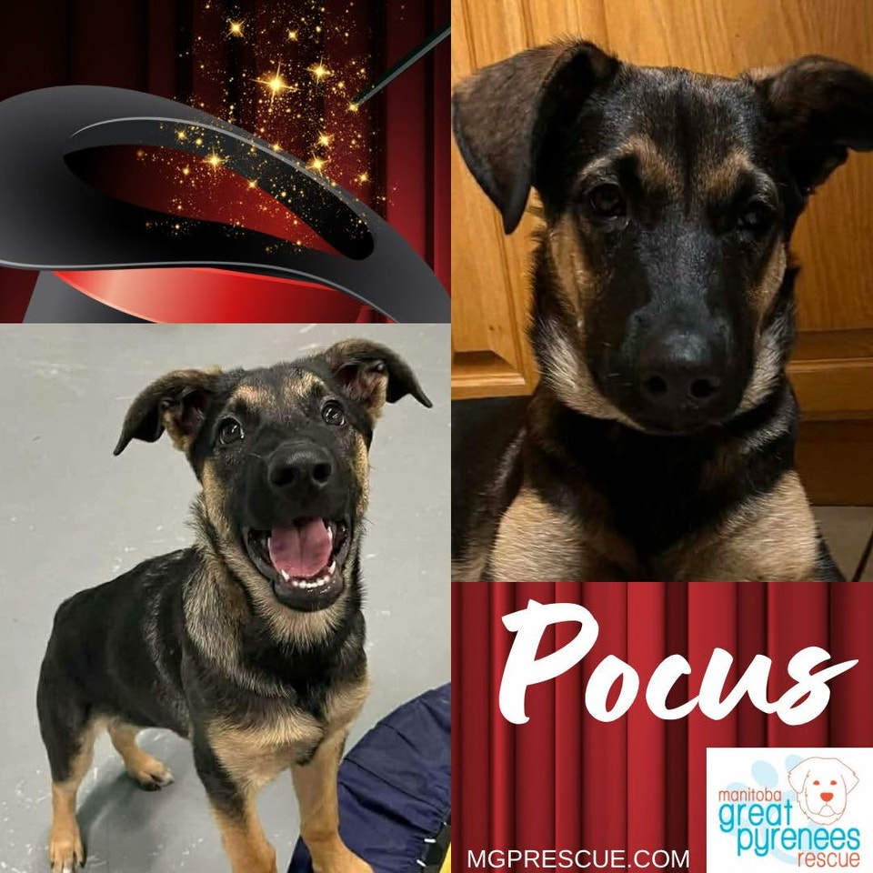 Enchanting, Adorable- Pocus | Registered Shelter / Rescue | Winnipeg ...