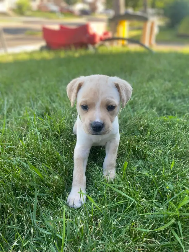 boxer mix pups | Dogs & Puppies for Rehoming | Mississauga / Peel ...