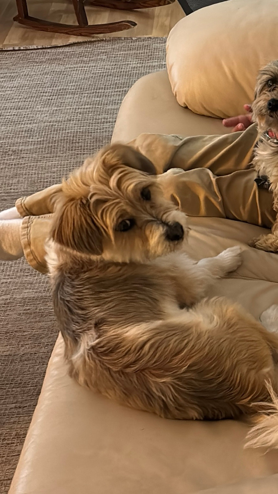 Lively Bichon Frise/Yorkshire Terrier make needs a new home | Dogs ...