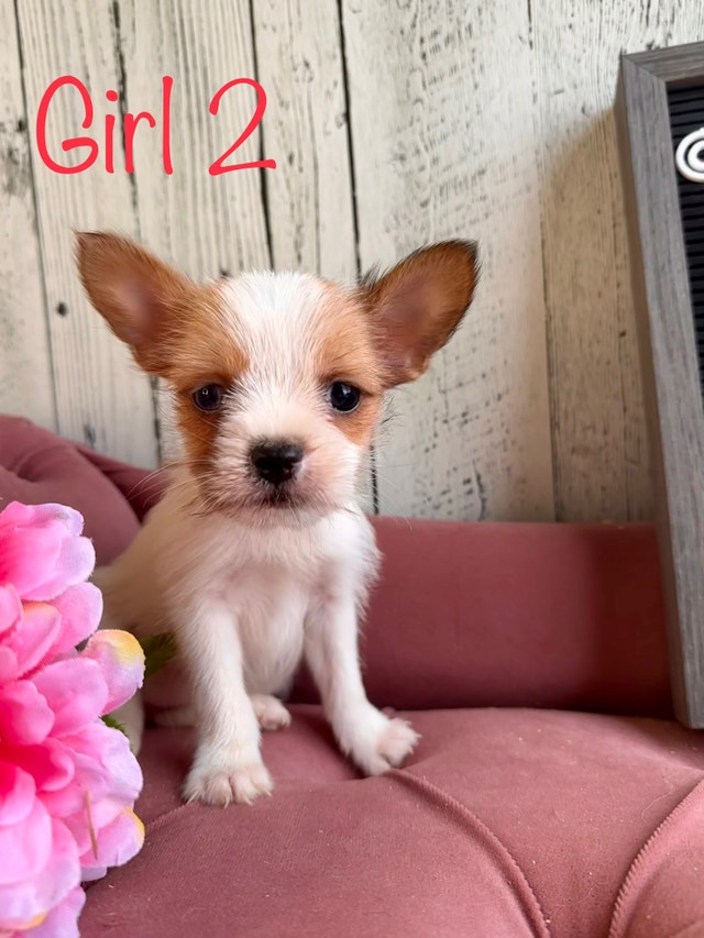 3 left! Precious Yorkie X Puppies! Ready to go! | Dogs & Puppies for ...