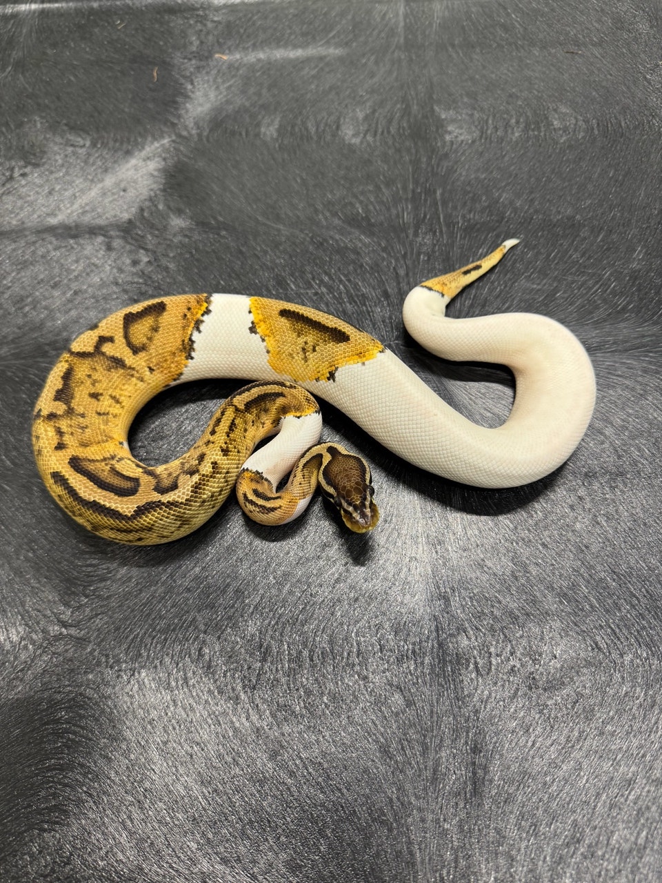 Black Friday Sale ! BOGO 50% off ! ball pythons sales | Reptiles ...