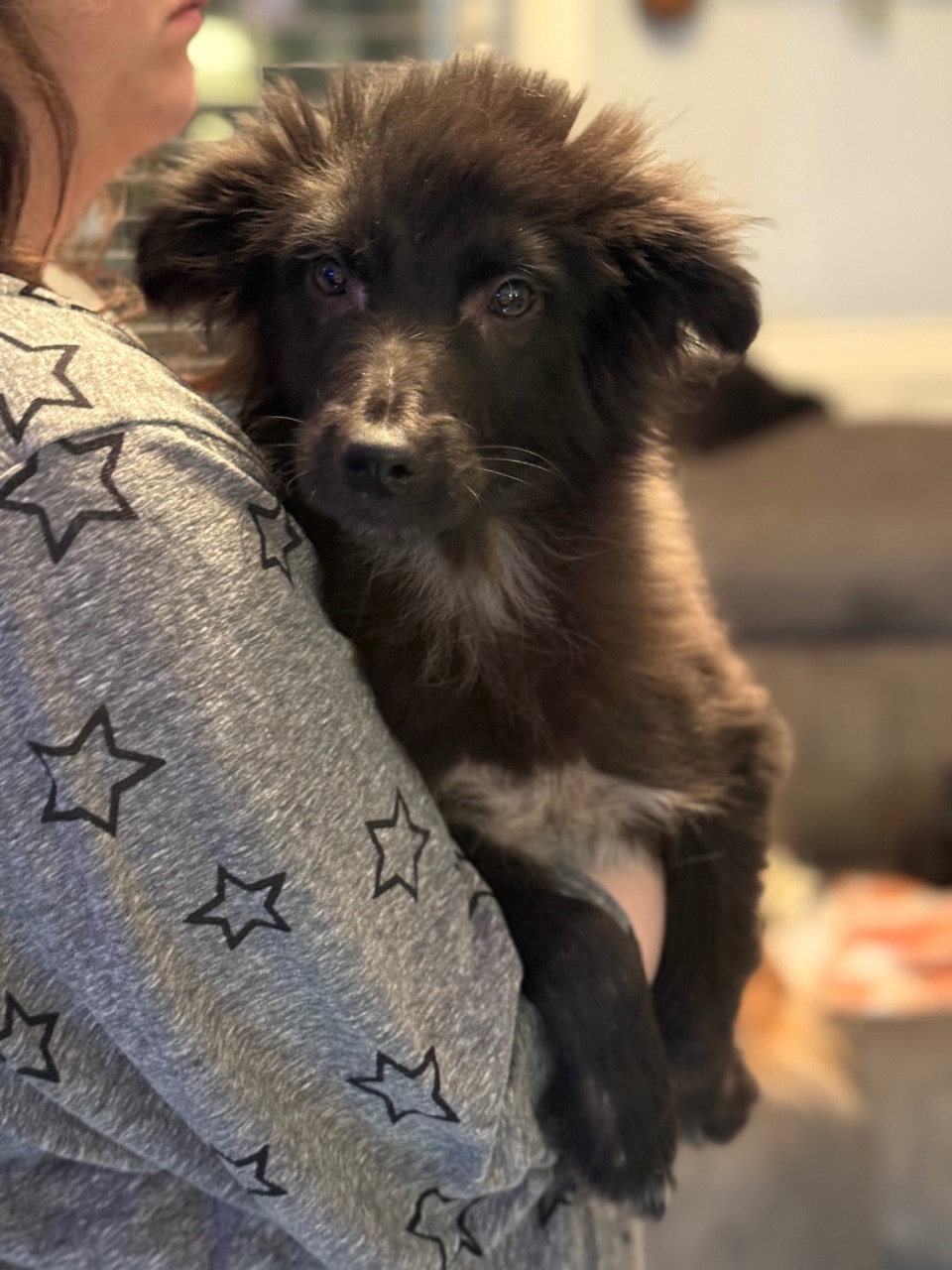 Reste un mâle chiot border collie mélanger Keeshond | Dogs & Puppies ...