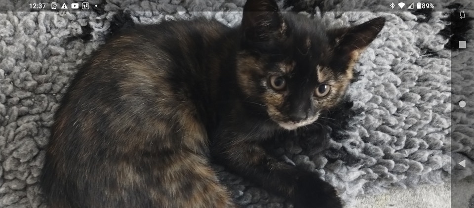 3 colored Egyptian tortoiseshell girl kitten | Cats & Kittens for ...