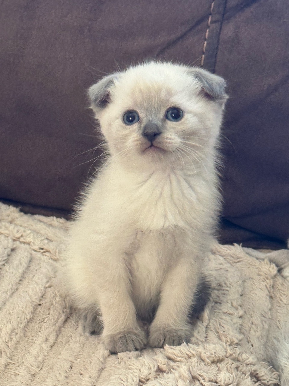 Scottish fold Siamese kittens | Cats & Kittens for Rehoming | City of ...