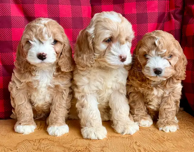 mini cockapoo puppies | Dogs & Puppies for Rehoming | City of Montréal ...