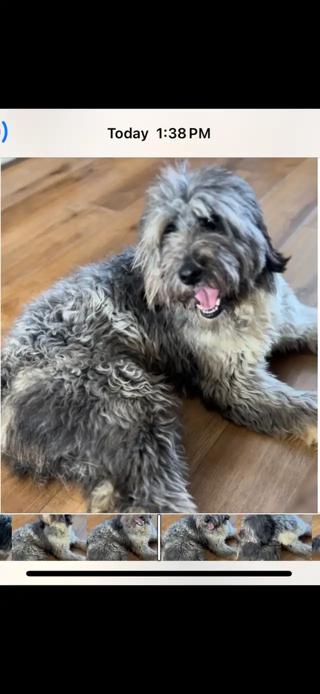 Mini Golden Mountain Doodle | Dogs & Puppies for Rehoming | Belleville ...